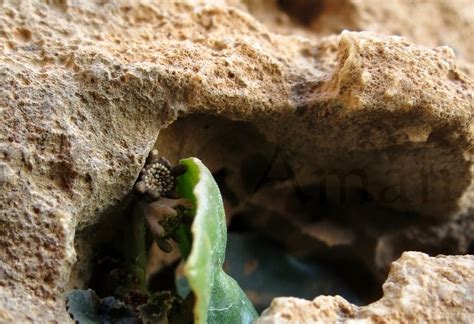 How To Care For Socotra Dorstenia Complete Plant Care Guide