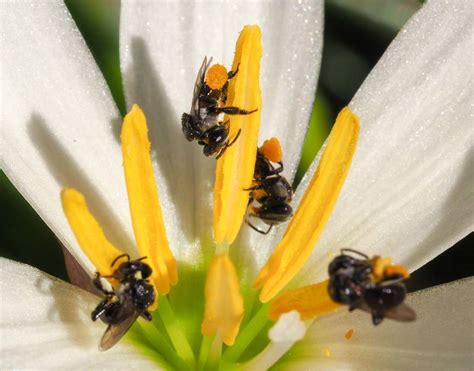 Stingless Bees In Crop Pollination
