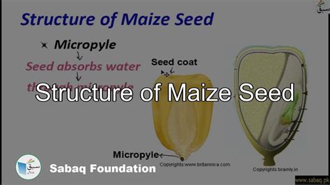 Maize Seed Structure