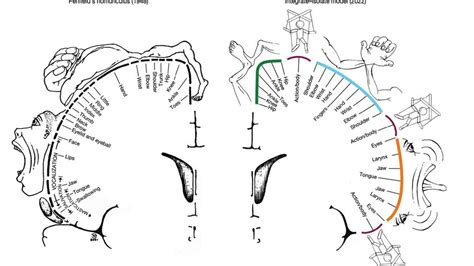 Dendritas Su FunciÓn Clave En La Neurociencia Revelada