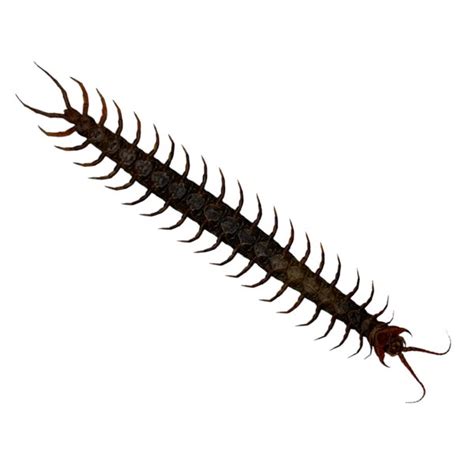 Centipede Etsy