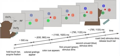 The Structure And Function Of Cortical Brain Cells Modulated By Attention Science Codex