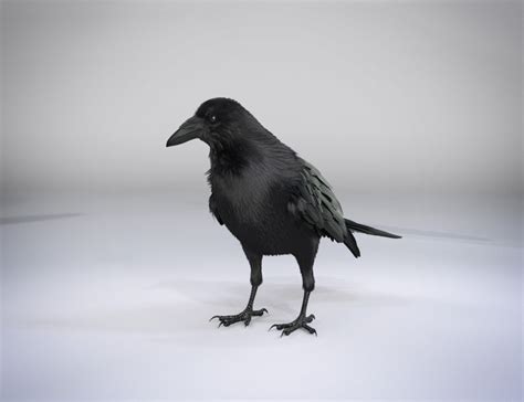 Daz Crow Daz 3d