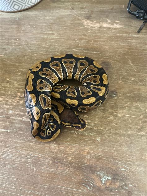 Het Clown Ball Python By Czar Exotics Morphmarket