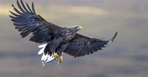 Public Views Wanted On White Tailed Eagle Reintroduction Plans Birdguides