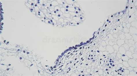 Ovary Of Lilium In Transversal Section Under Microscope 400x Against Bright Field Stock Footage