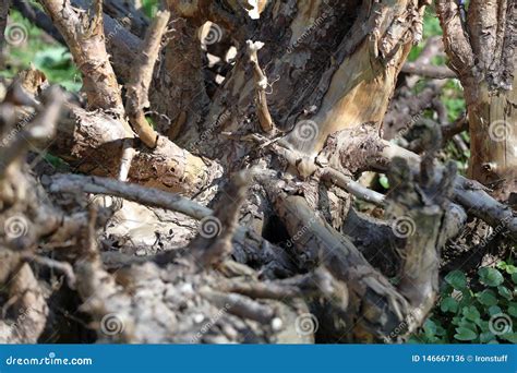 Tree Roots On The Lawn Stock Photo Image Of Idea Nature 146667136