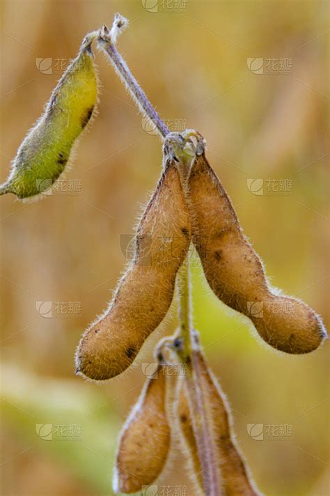 大豆 豆荚 垂直画幅 植物茎 无人 农场 农业 干的 豆 摄影