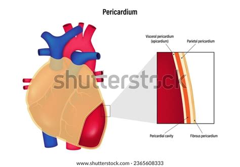 Pericardial Sac Layers