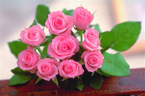 Free Photo Beautiful Flowers Beautiful Beauty Bloom Free