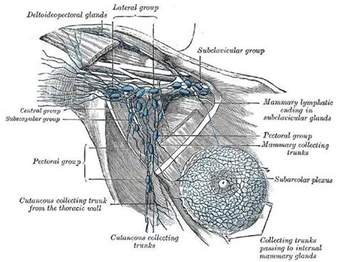 Pictures Of Axillary Lymph Nodes