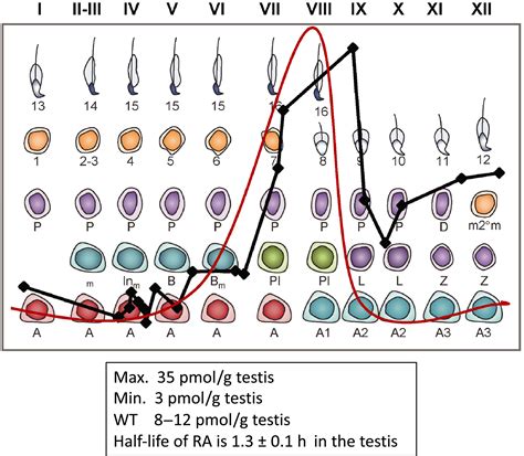 Spermatogenesis Definition