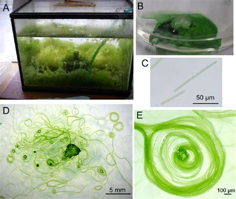 Different Views Of Growing Phormidium Sp Ks A Phormidium Is