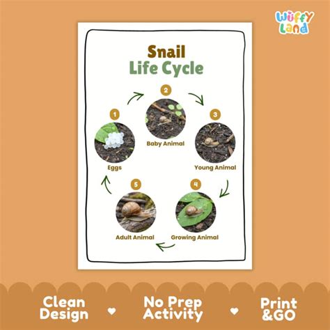 Snail Life Cycle Chart And Cut And Paste Activity Garden Invertebrate