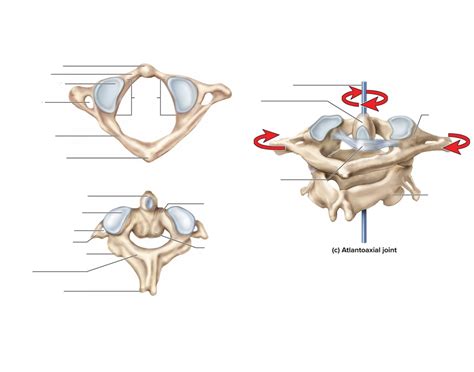 The Atlas Axis And Atlantoaxial Joint — Printable Worksheet