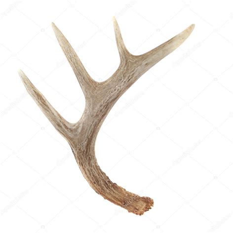Deer Antlers Side View