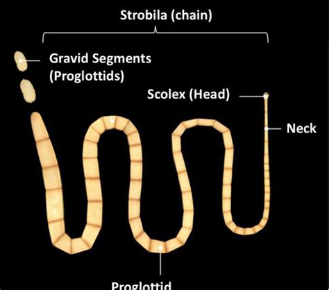 Cestodes Exam 2 Flashcards Quizlet