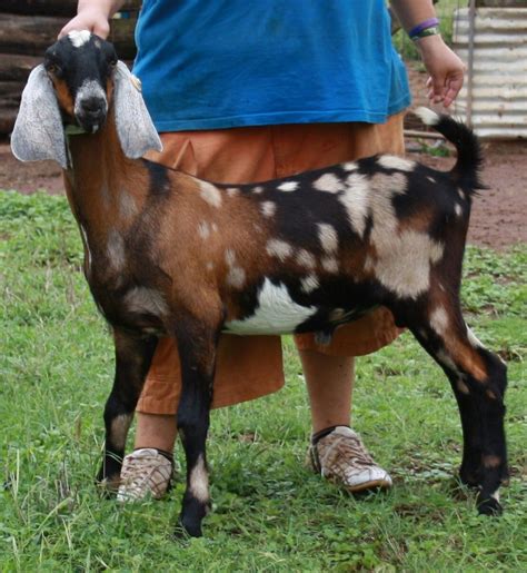 Pin By Rising Dawn Boutique On Alpaca Farm Anglo Nubian Goats