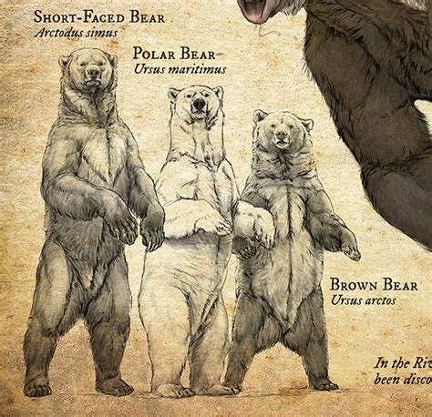 Short Faced Bear Size Comparison