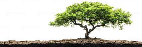 Quercus With White Space Photorealistic Quercus Plant Isolated On