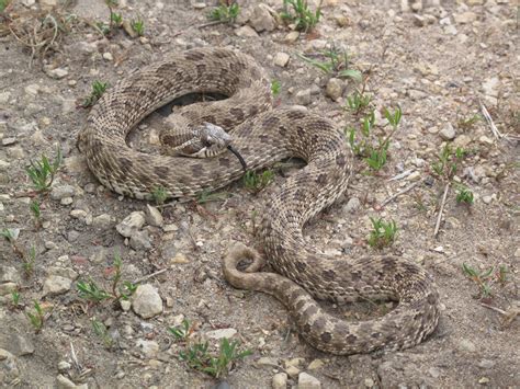 Life Is Short But Snakes Are Long What The Provincial Snakes Of