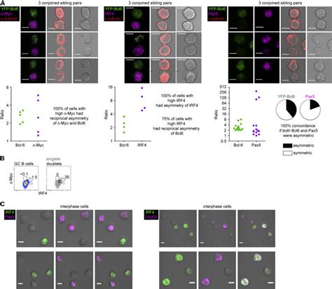 Bifurcating Germinal Center B Cell Fates During Cell Division