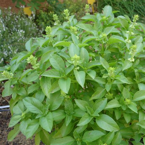 Bulk Basil Leaf Sweet Cs Dried Basil Leaf By The Pound