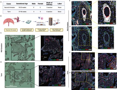 Spatial Single Cell Analysis Identifies Placental Villi Structuraland