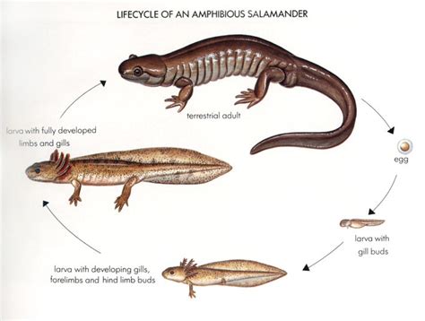 Axolotls Shouldnt Die On Land They Should Turn To Salamanders And