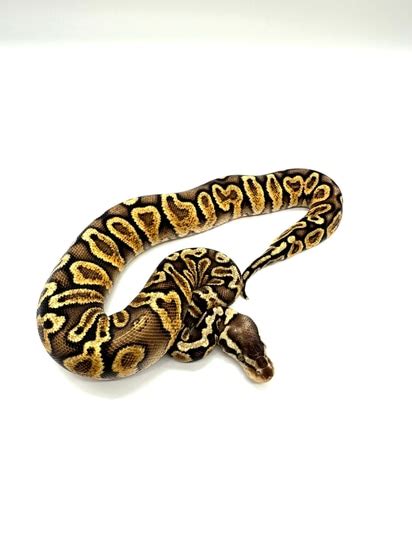 Ghi Pastel Yb Het Lavender Ball Python By Extraordinary Exotics