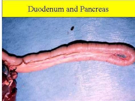 Digestive System Of Poultry Pptx