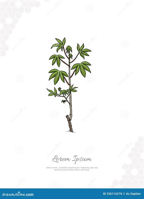 Cassava Tree Vector Art For Wall Decoration 336116276