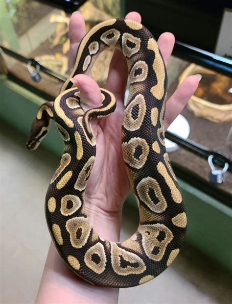 Python Regius Ball Python Normal Female Ball Python