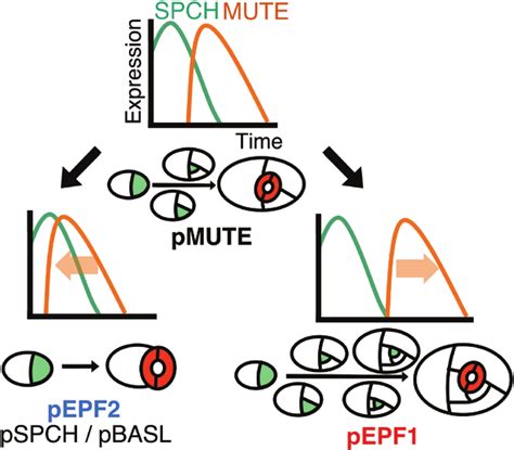 Graphical Summary Of The Result By Modifying The Temporal Expression Download Scientific