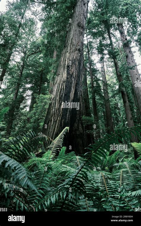 Majestic Giant Redwood Tree In The Fern Forest Of Northern California