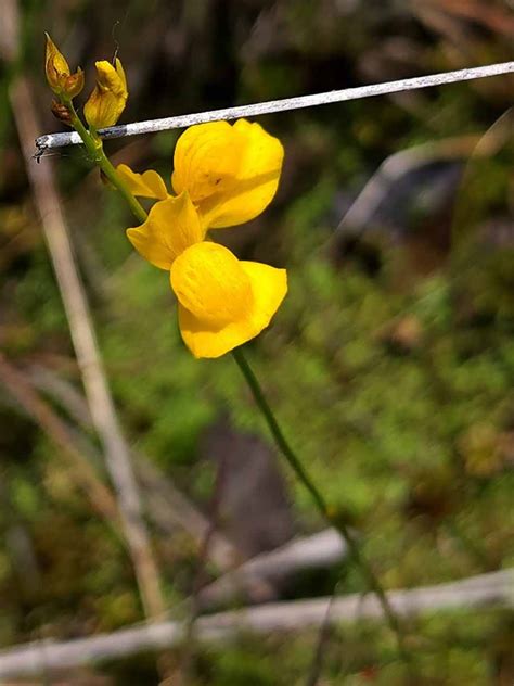 Horned Bladderwort Utricularia Cornuta Bloom Western Carolina