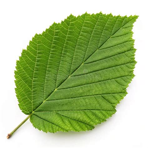 Hazel Tree Leaf Isolated On White Background Stock Illustration