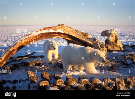 Polar Bears Ursus Maritimus Scavenging On Bowhead Whale Carcass Balaena Mysticetus Arctic