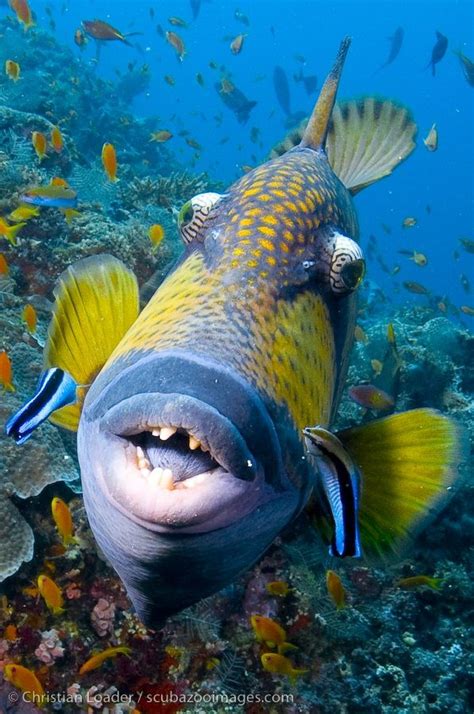 Titan Triggerfish Beautiful Sea Creatures Ocean Creatures Marine