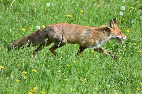 Wildlife Photo Animals And Beetles From The Slovak Nature