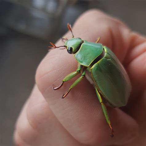 This Has To Be One Of The Most Beautiful Insects Ive Ever Held R