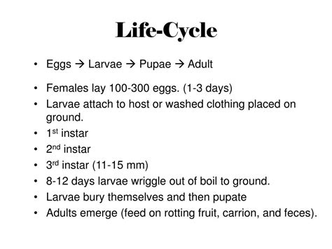 Ppt Flies And Myiasis Powerpoint Presentation Free Download Id 5377161