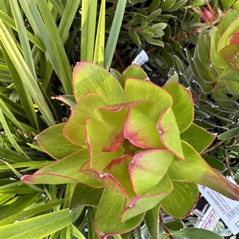 Deciduous And Evergreen Shrubs Lushingtons