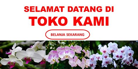 Pecahan Batu Bata Atau Genteng ~ Dunia Anggrek