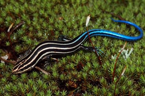 Blue Tailed Skink