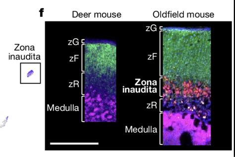 Very Recent Evolution Of A New Cell Type Peaceful Science