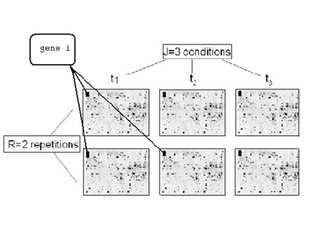 A Microarray Experiment Where We Compare The Expression Of Gene I In 3