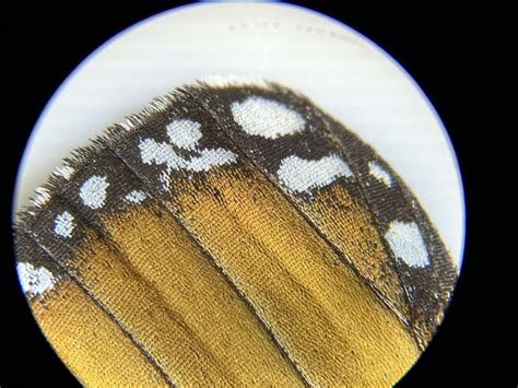 7 Cosas Que Ver Con La Lupa Binocular O Microscopio Digital