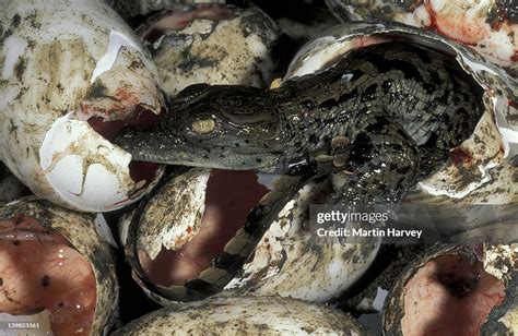 Nile Crocodile Hatching From Egg After A 90100 Day Incubation Africa