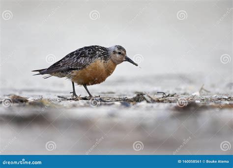 A Red Knot Resting And Foraging During Migration On The Beach Of Usedom Germany Stock Image